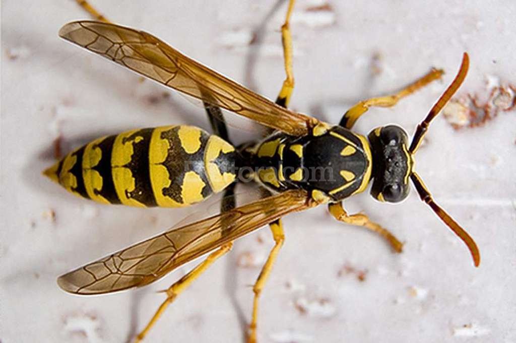 Confirman la invasión de un tipo de avispas carnívoras en Tierra del ...