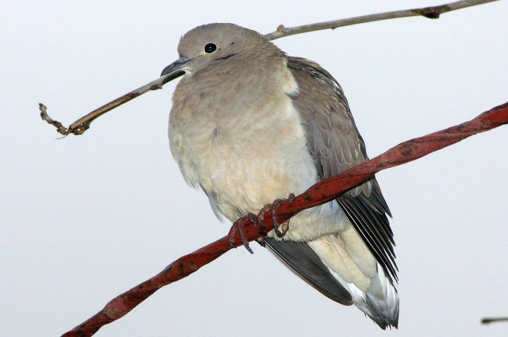 [DELIRIO] Ingresaban droga a la cárcel por medio de palomas mensajeras ...